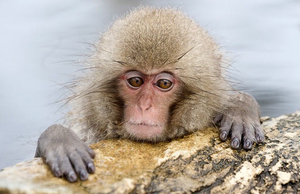 Japanese Snow Monkeys relaxing in a hot spring | Amusing Planet